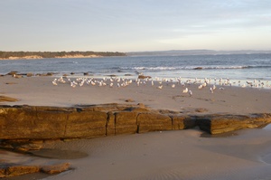 Woody Head Campground