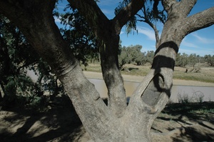 Burke and Wills Dig Tree