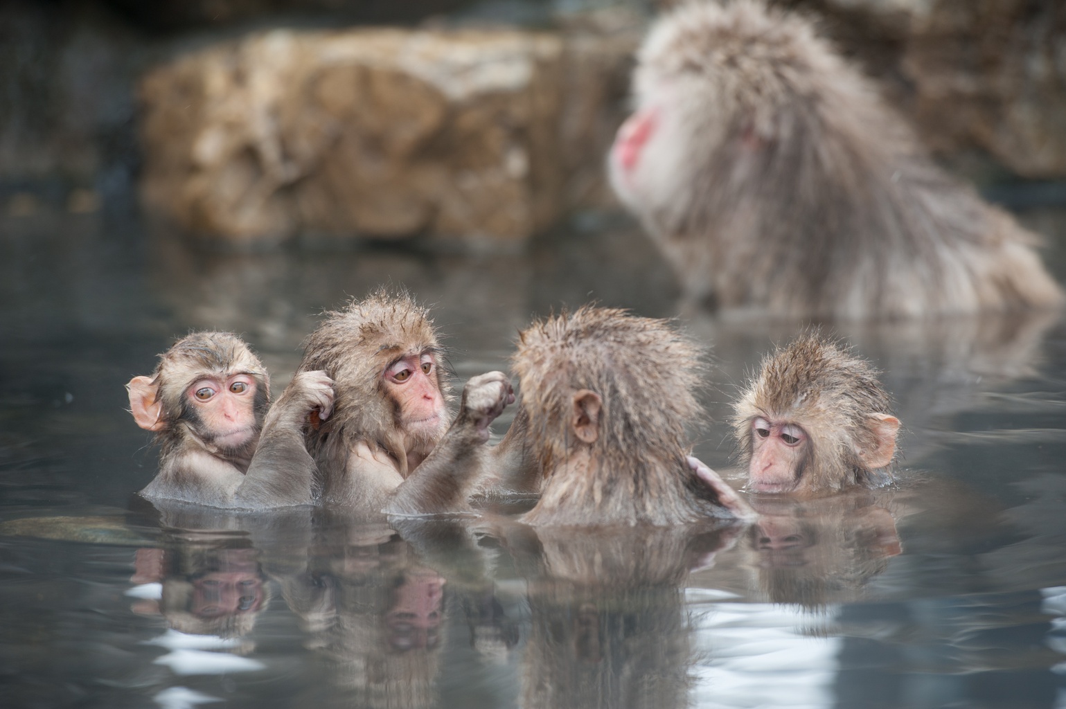 Jigokudani Monkey Park