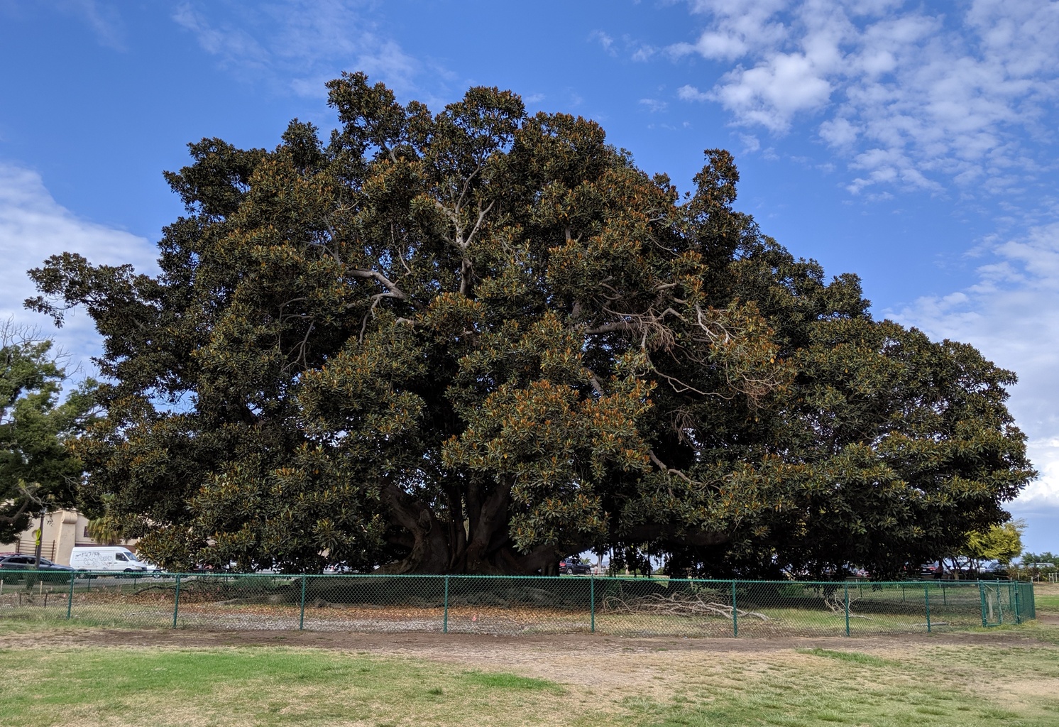 Moreton Bay Fig Tree (Balboa Park)