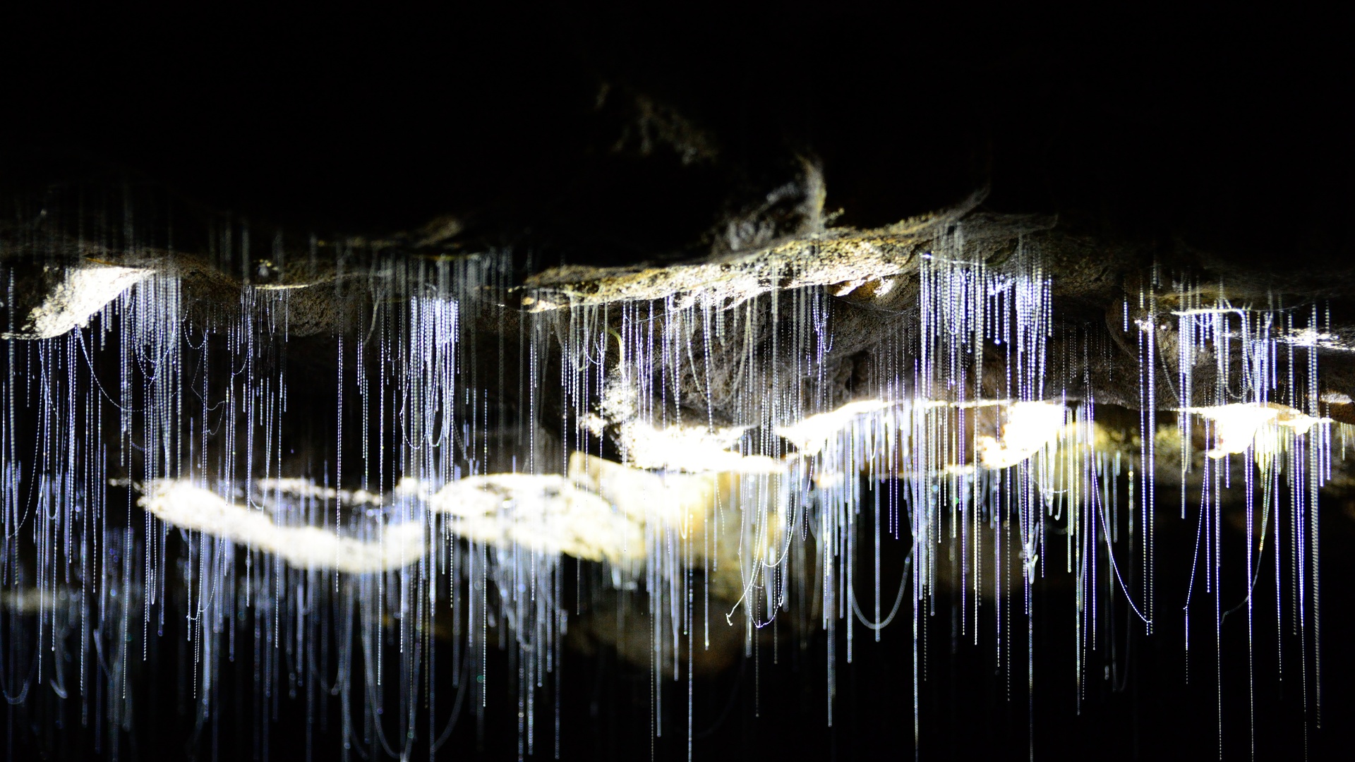 Waitomo Caves