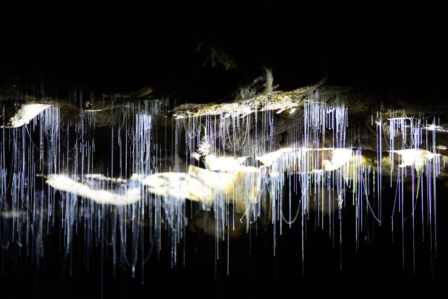 Waitomo Caves