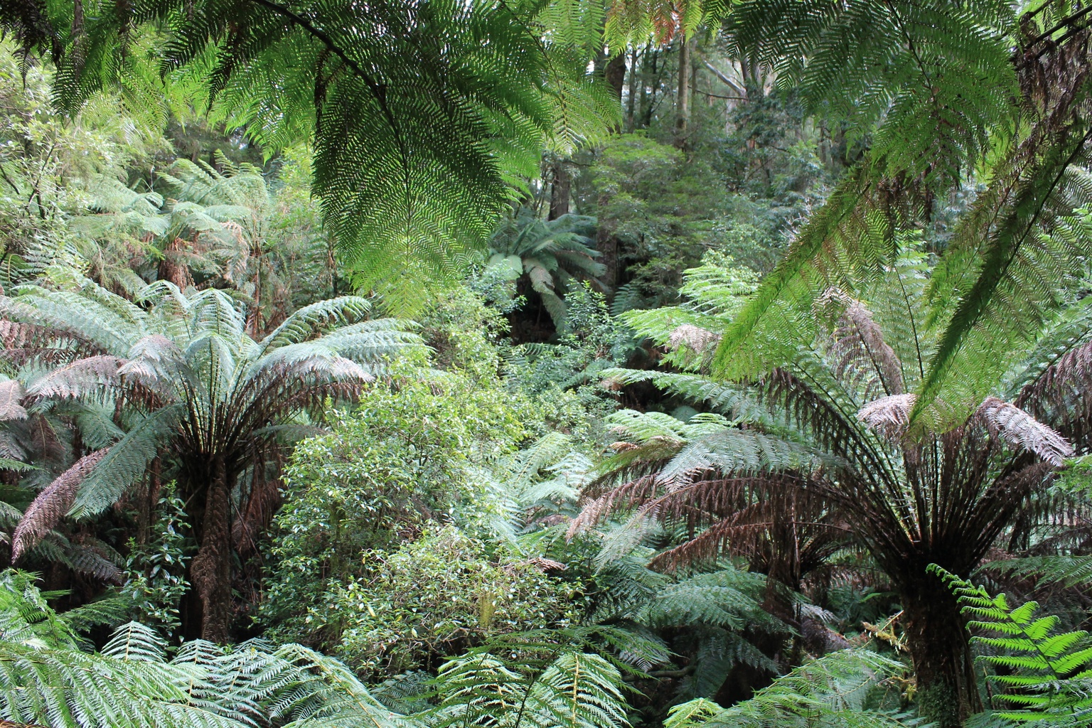 Melba Gully State Park