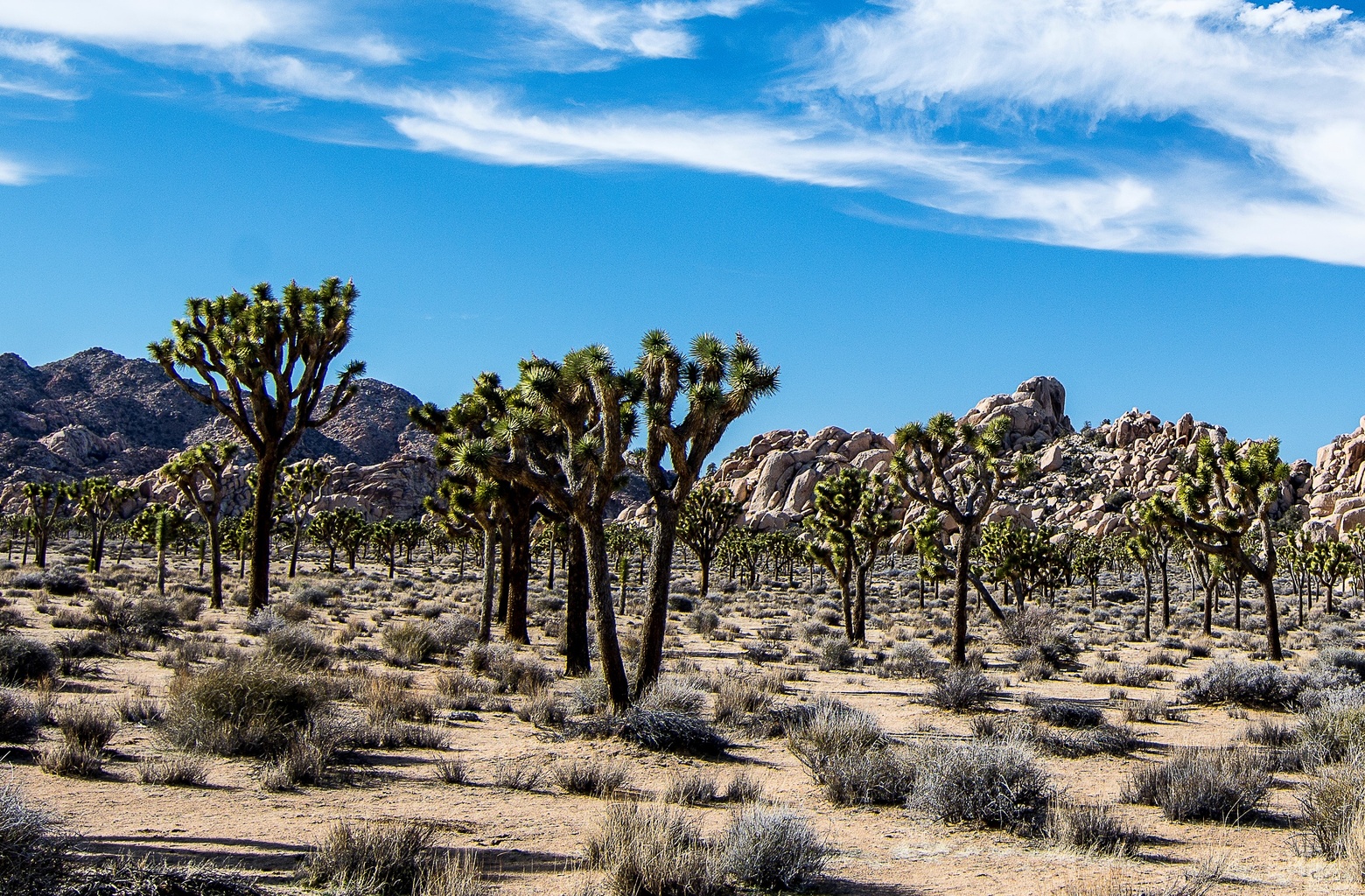 Scientists say Joshua trees may warrant listing as a threatened species