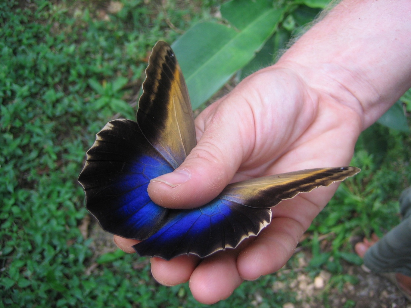 Mariposario Butterfly Garden