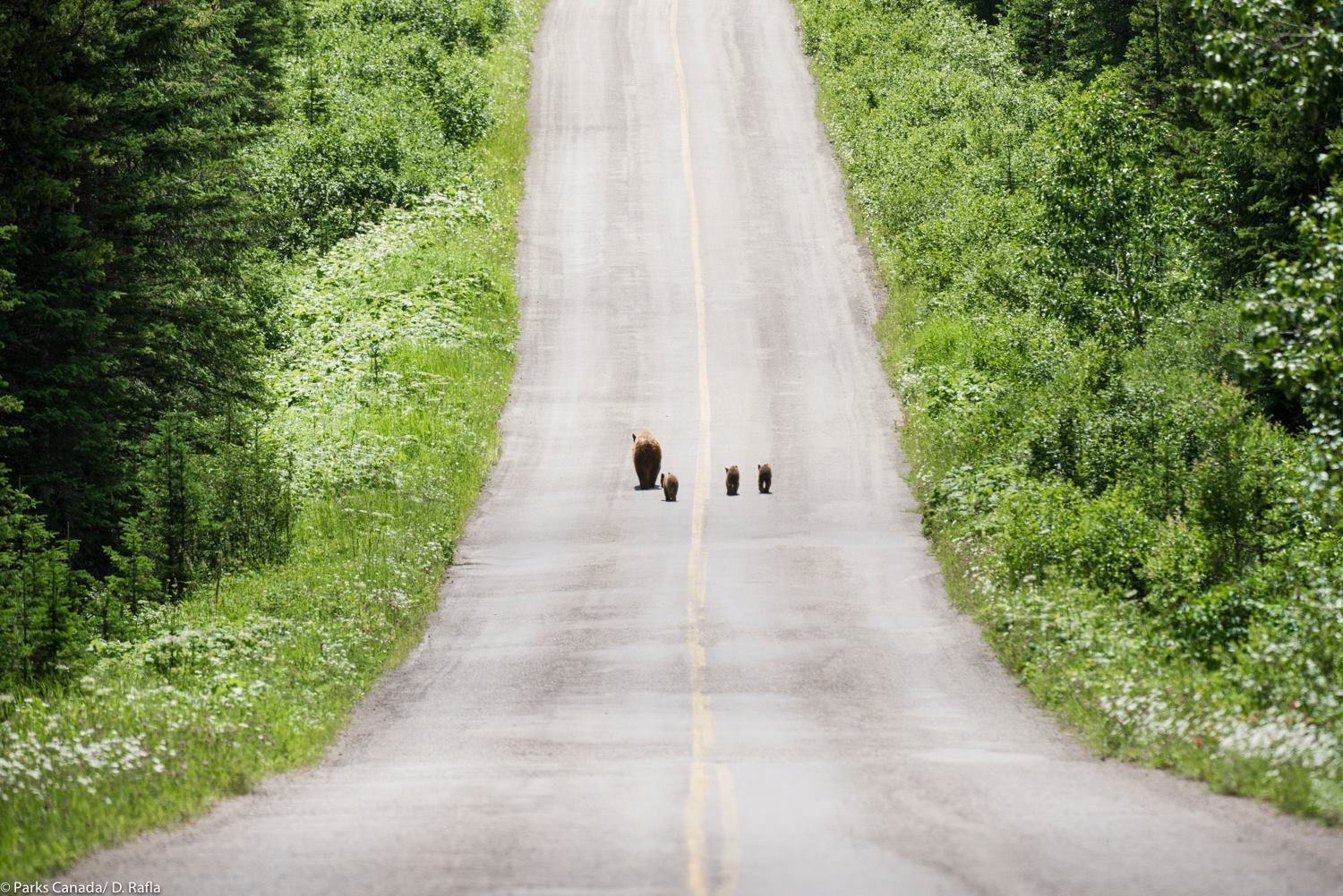 Crandell Mountain Campground