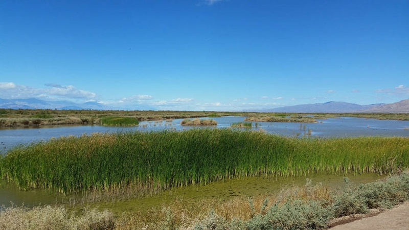 Imperial Wildlife Area Wister Unit