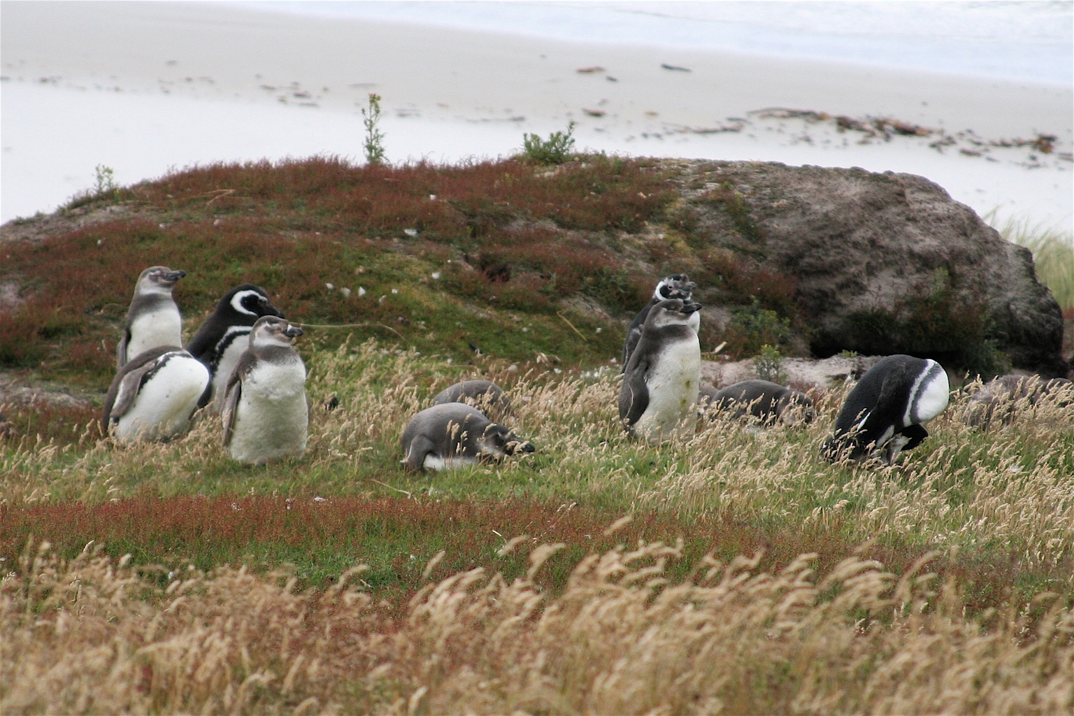 Magellan Penguins in Gypsy Cove (Yorke Bay)