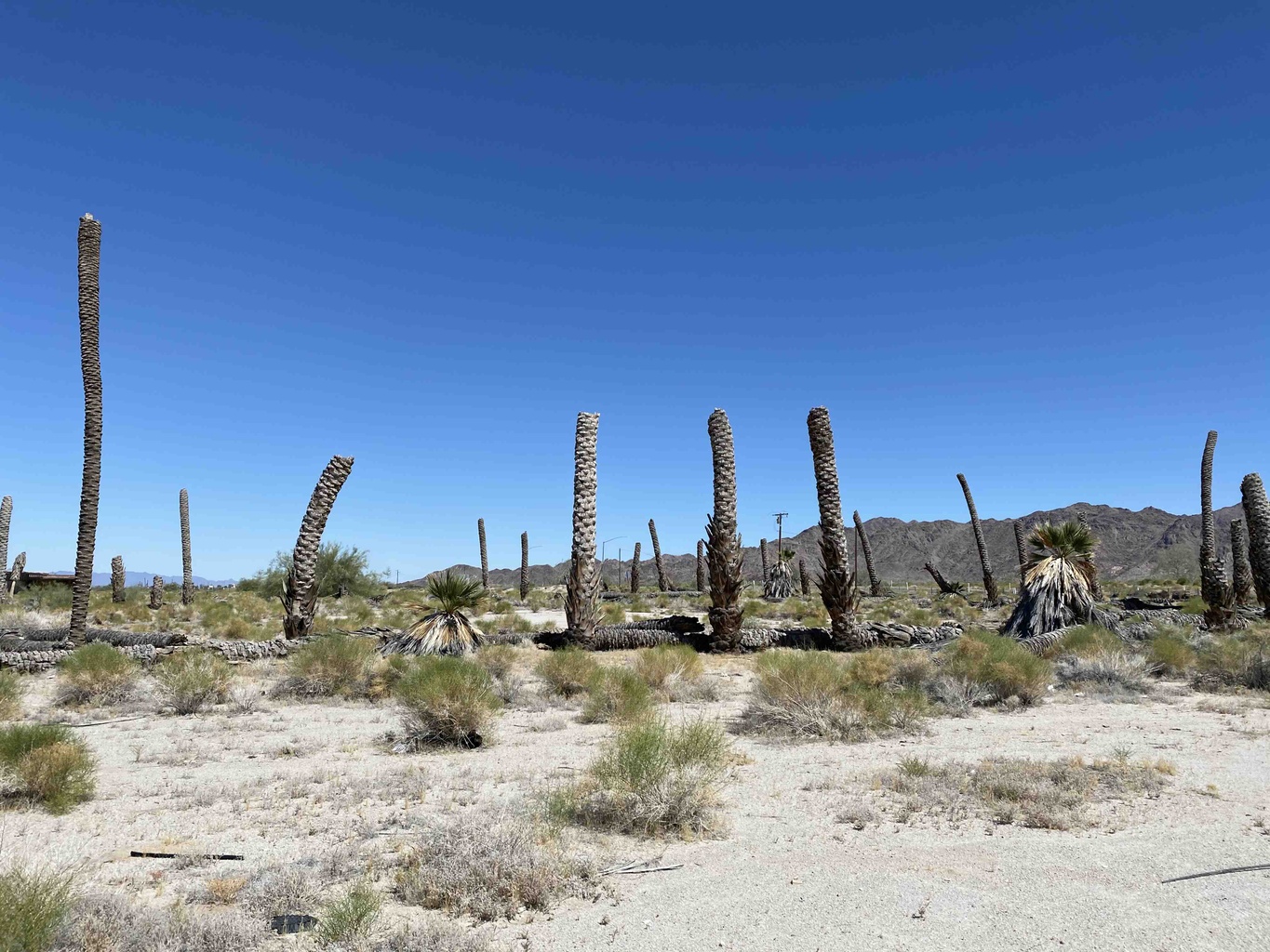 Desert Center "tree-ring circus"
