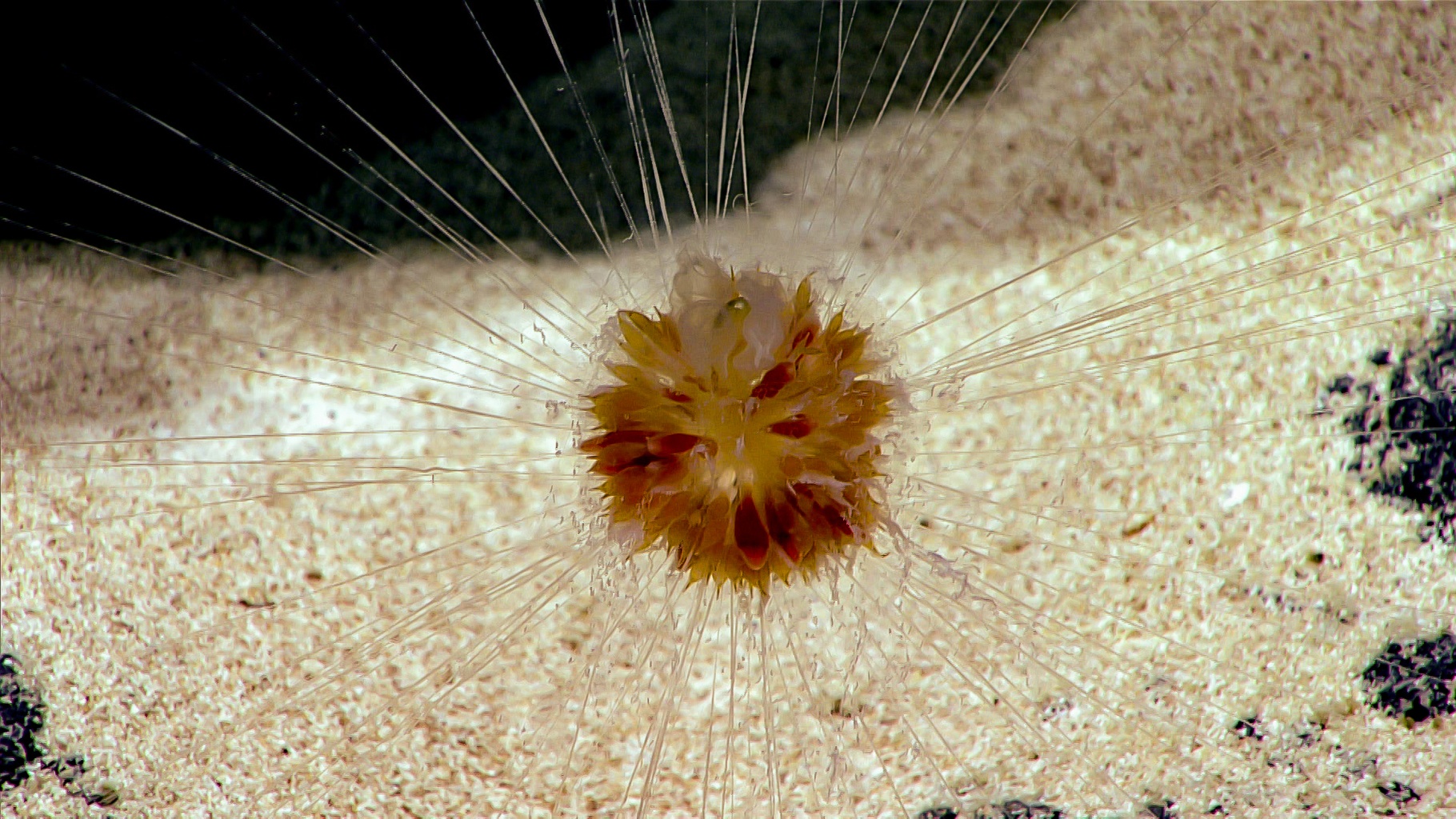 Johnston Atoll National Monument