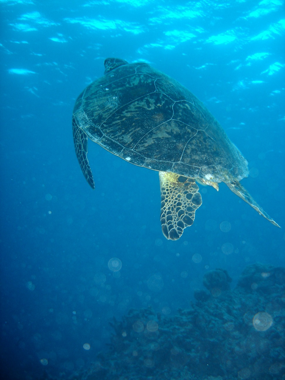 Raine Island National Park