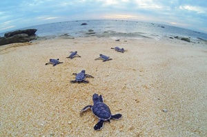 Raine Island National Park