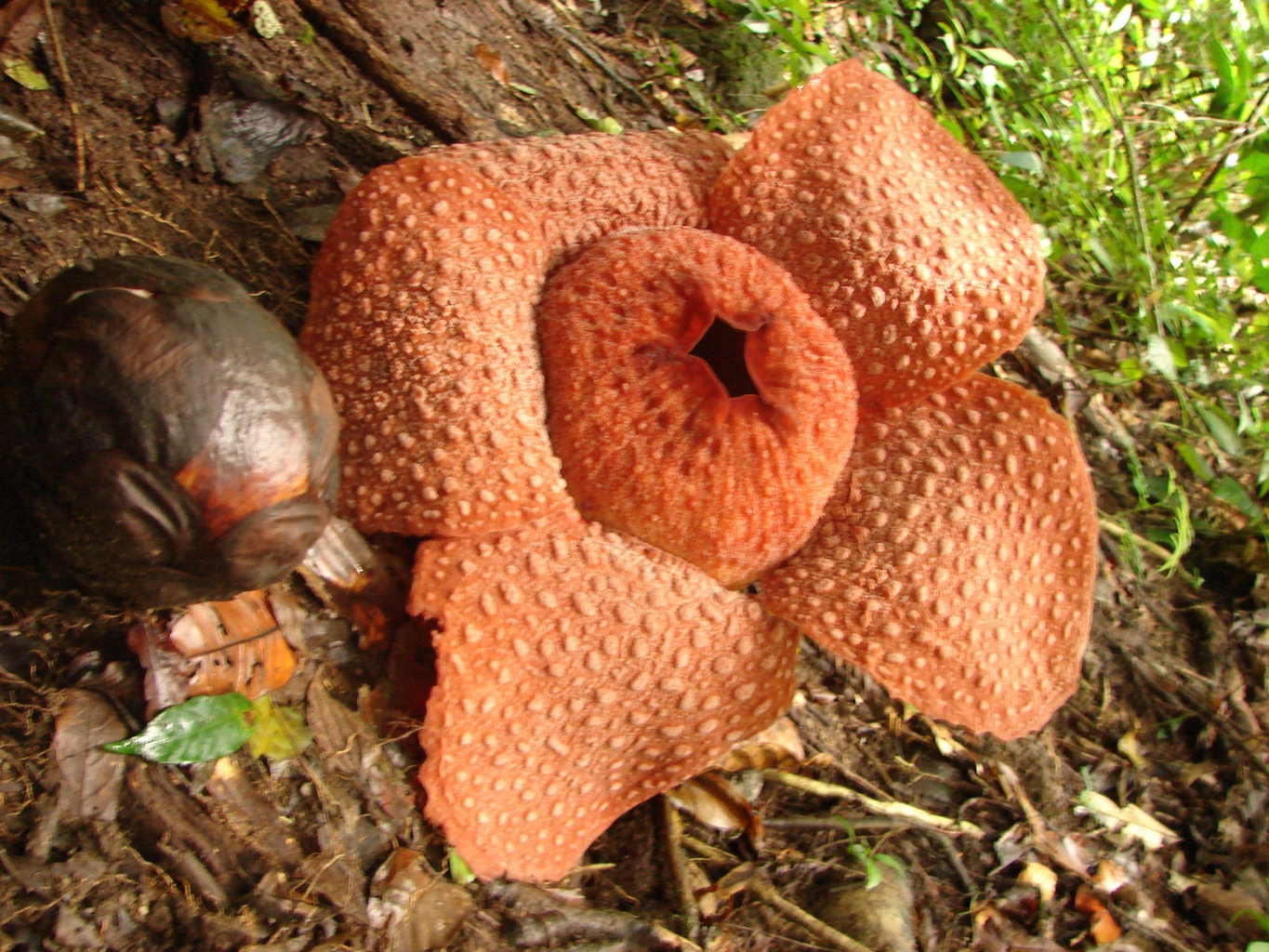 Hunt The Smelly Flower, Sumatra, Indonesia