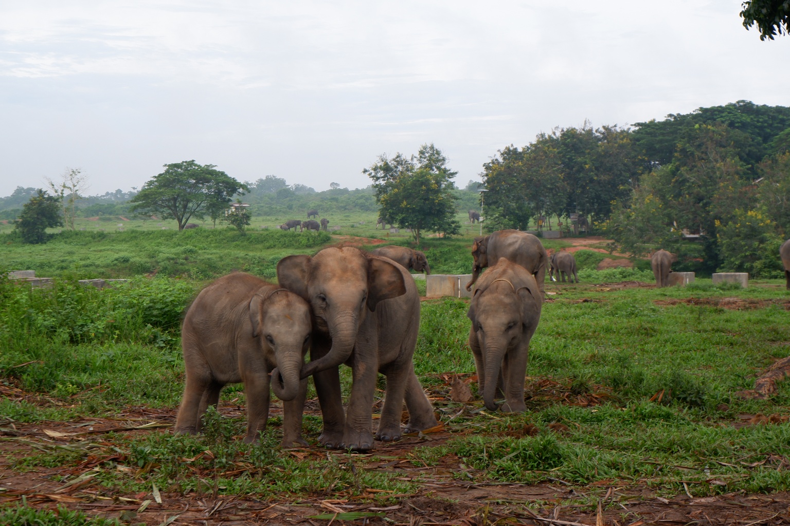 Way Kambas National Park