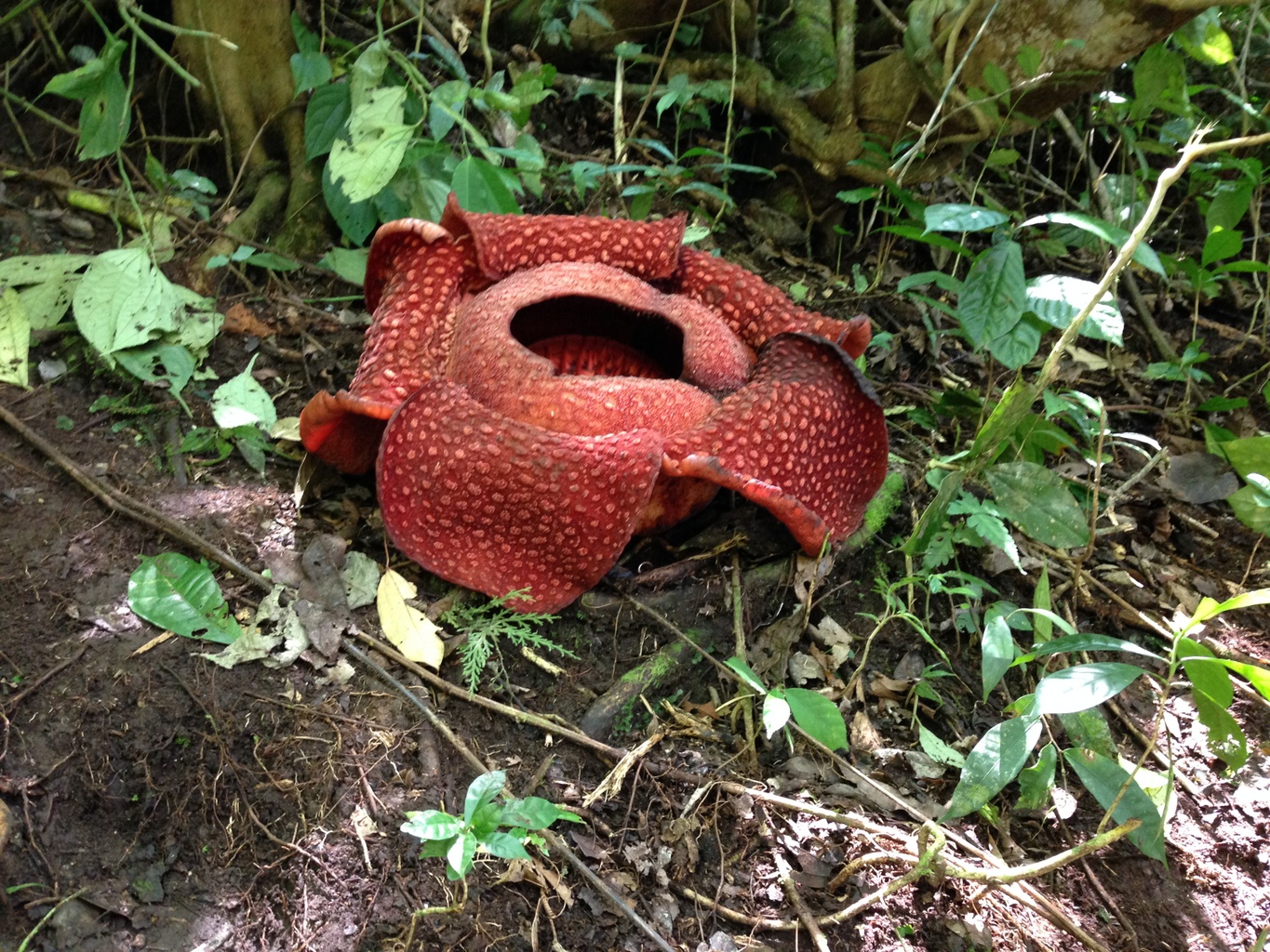Batang Palupuh Nature Reserve