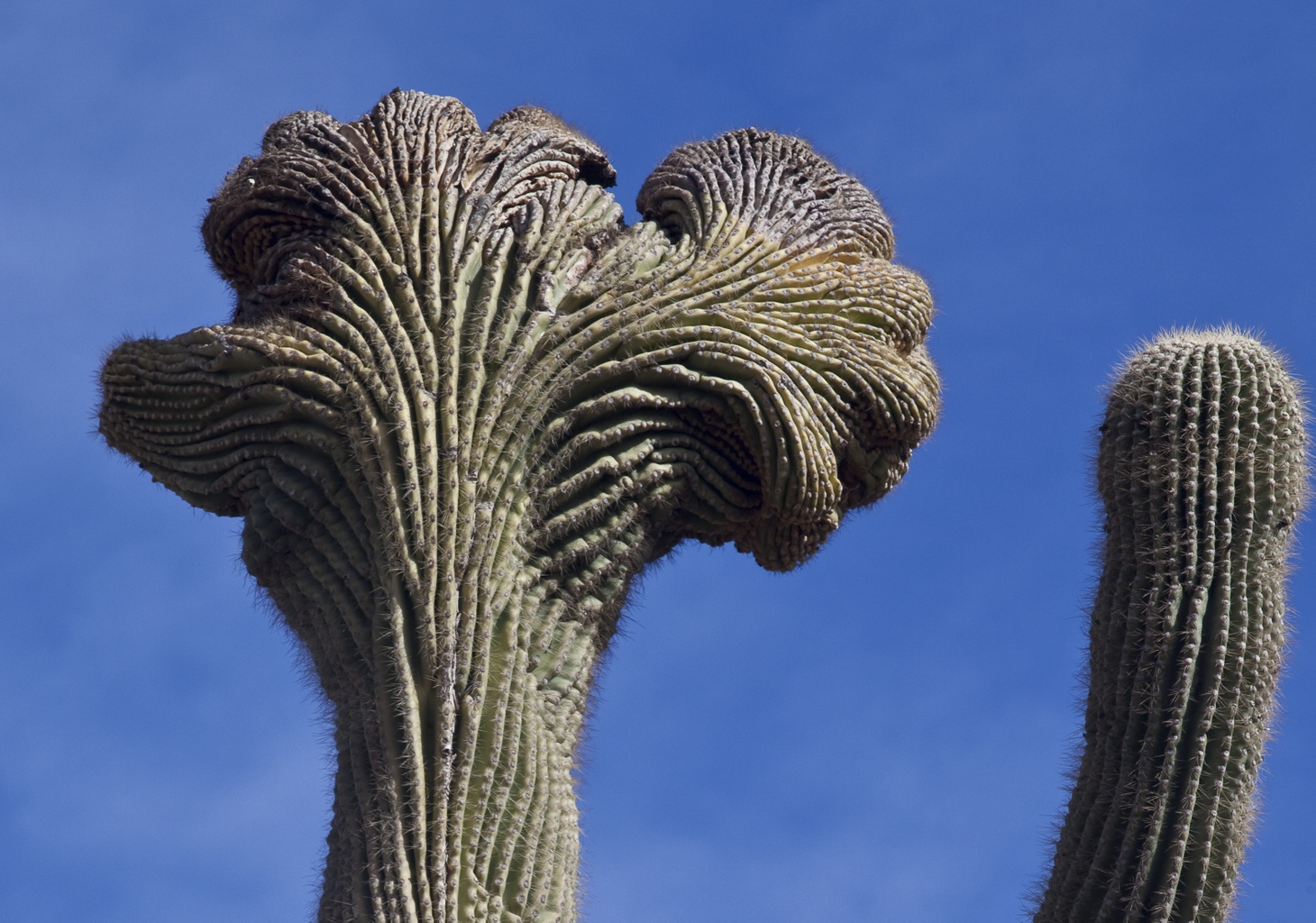 Saguaro Cristate Crown
