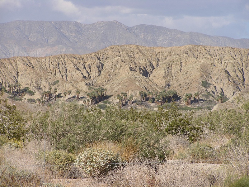 Indio Hills Palms State Reserve