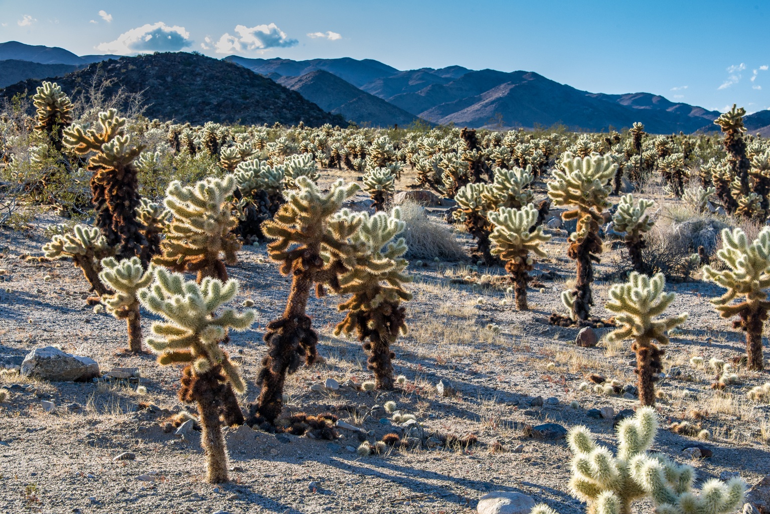 Cholla Cactus Garden Trail