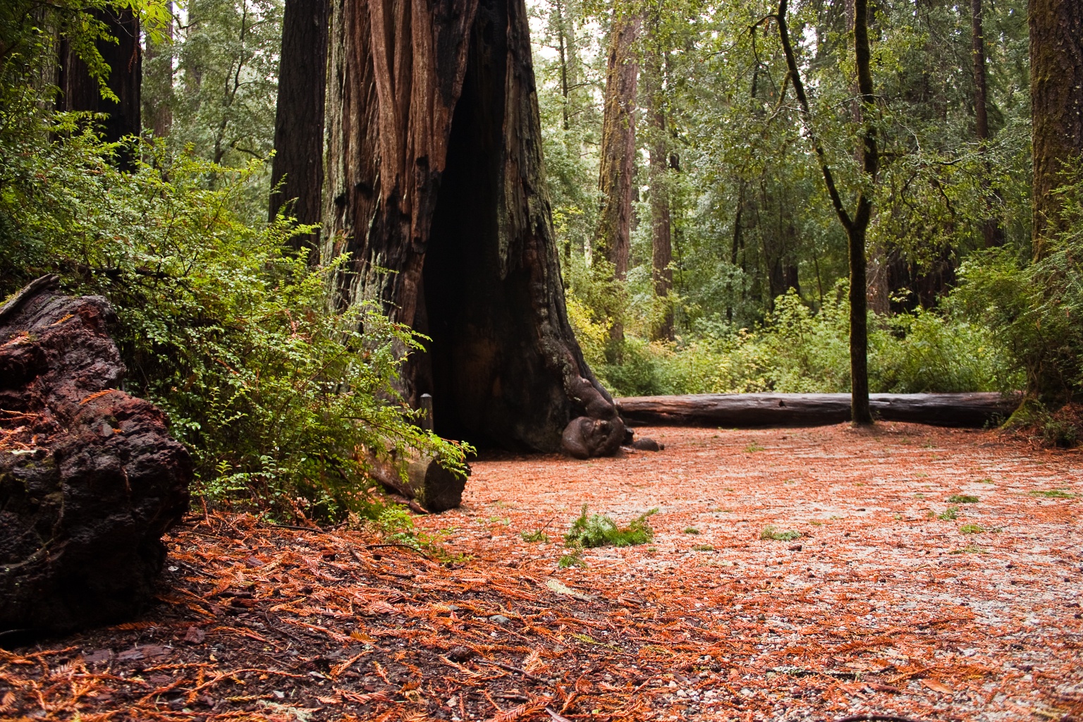 Mother of the Forest Redwood Tree