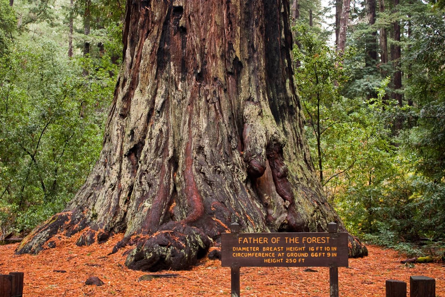 Father of the Forest Redwood Tree
