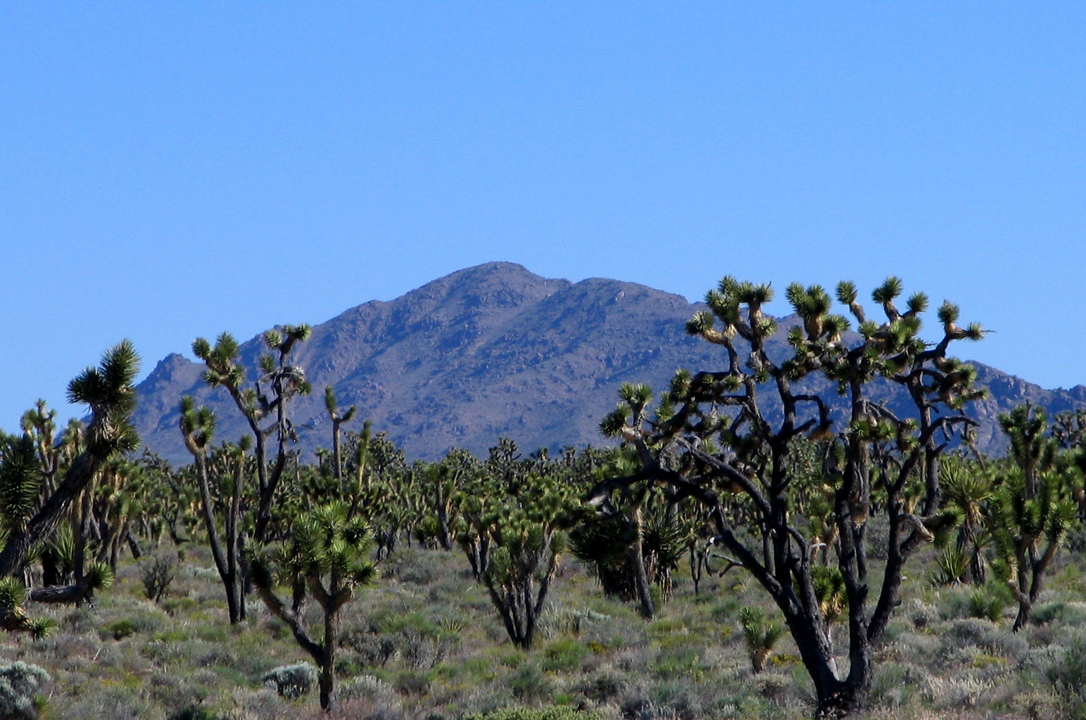 Cima Dome & Joshua Tree Forest