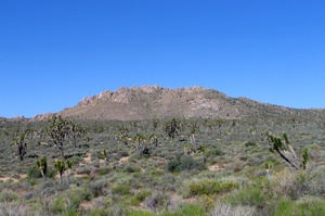 Cima Dome & Joshua Tree Forest