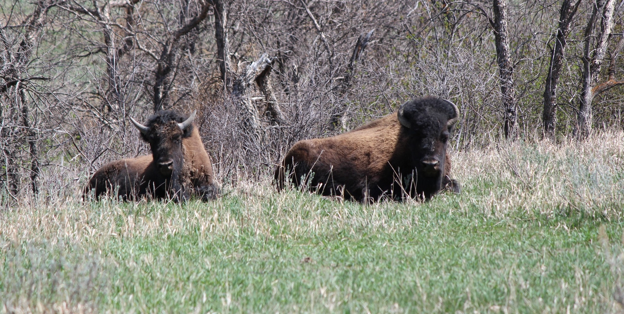 South Unit Scenic Drive