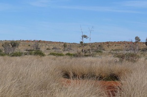 Gibson Desert Nature Reserve