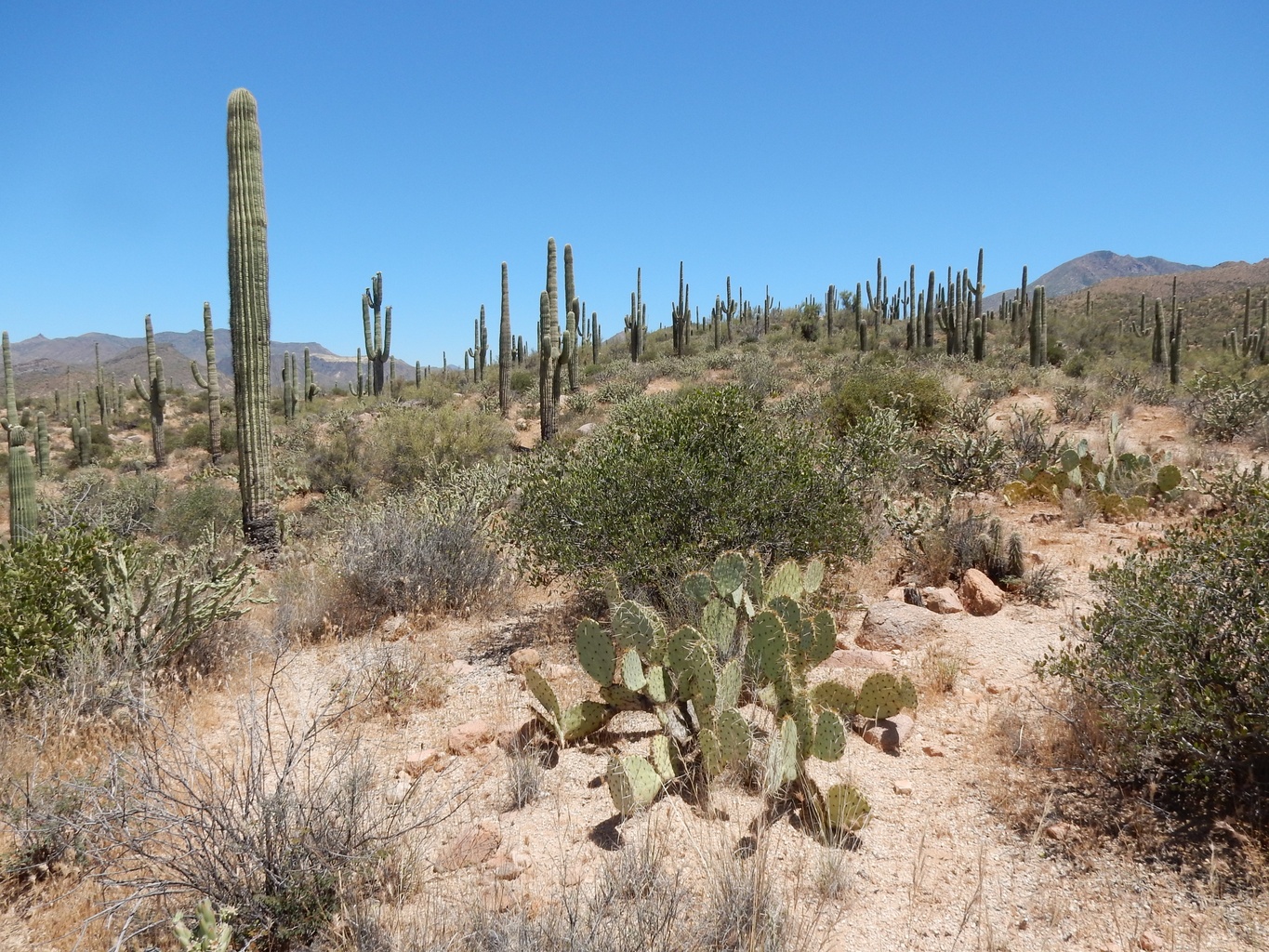 Coyote Pass, Thunderbird & Cactus Canyon Trails