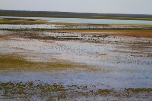 Mandora Marsh