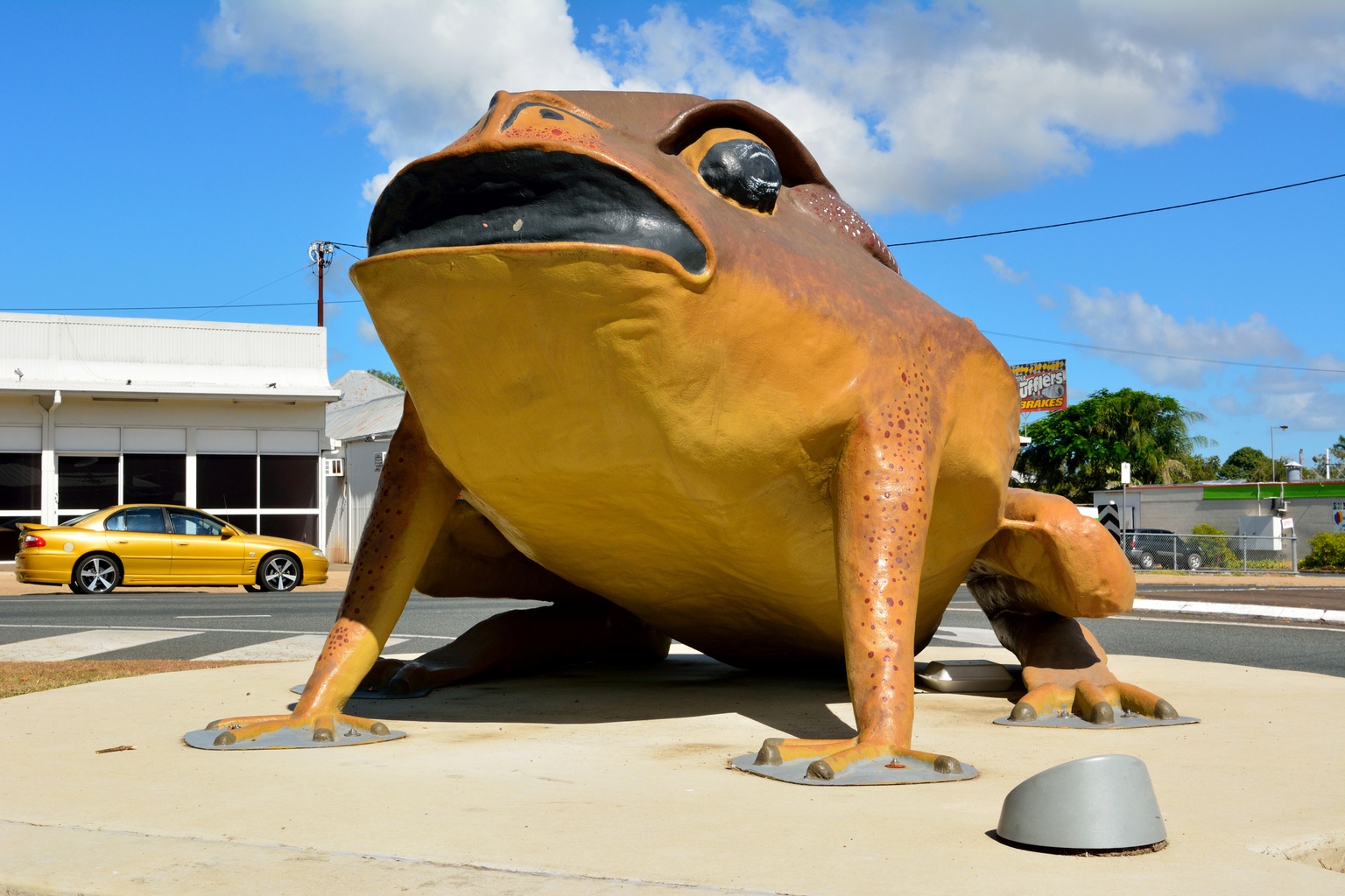Buffy the Big Cane Toad