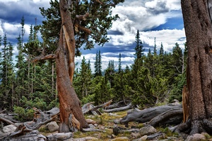 Mount Goliath Bristlecone Pine Grove