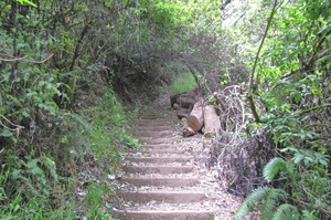Dipsea Stairs (Dipsea Trail)