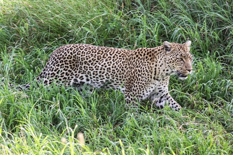 Tsaobis Leopard Park