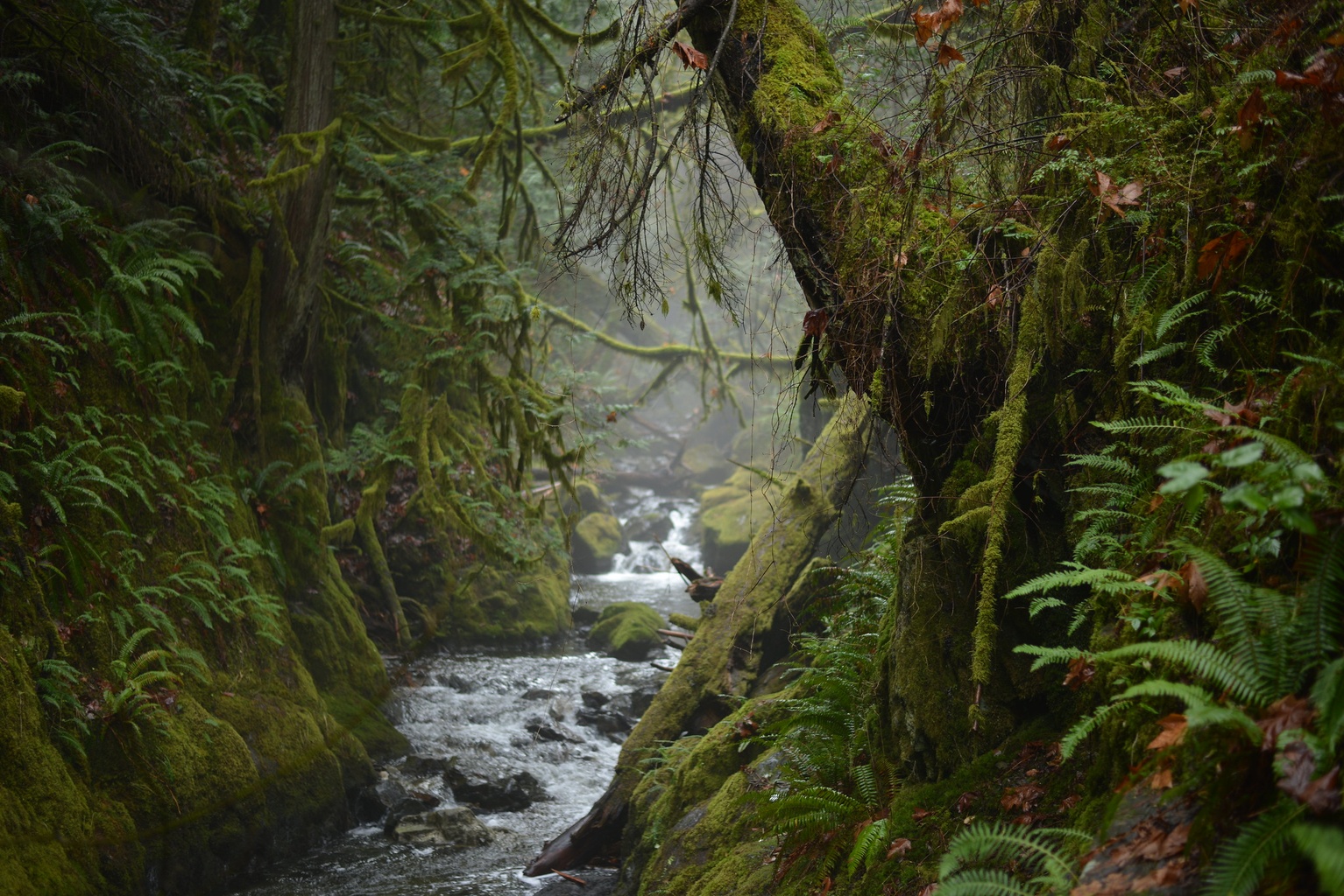 Goldstream Provincial Park