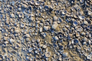 Oyster Shell Reef