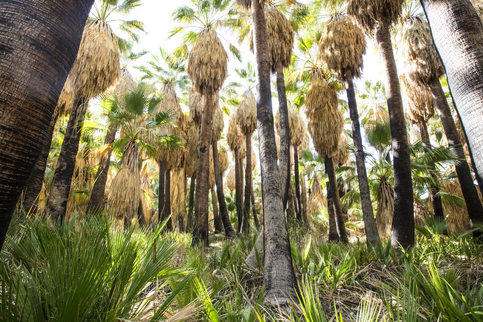 Dos Palmas Spring