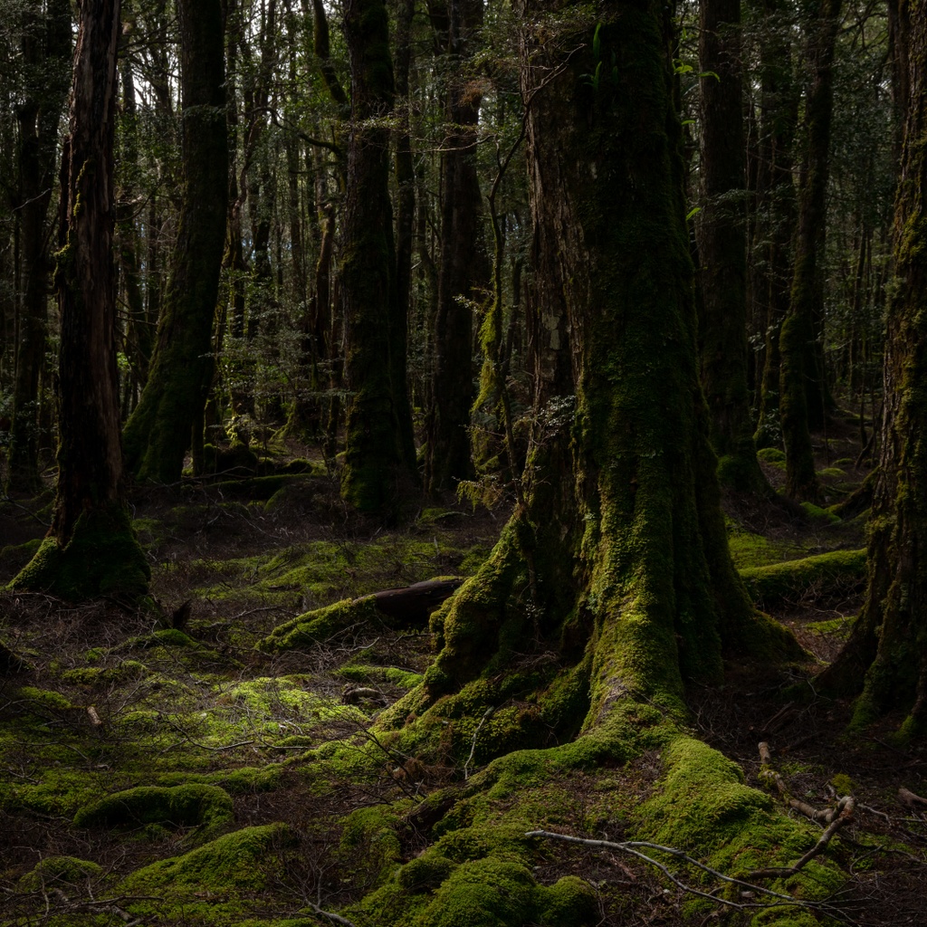 Mount Victoria Forest Reserve