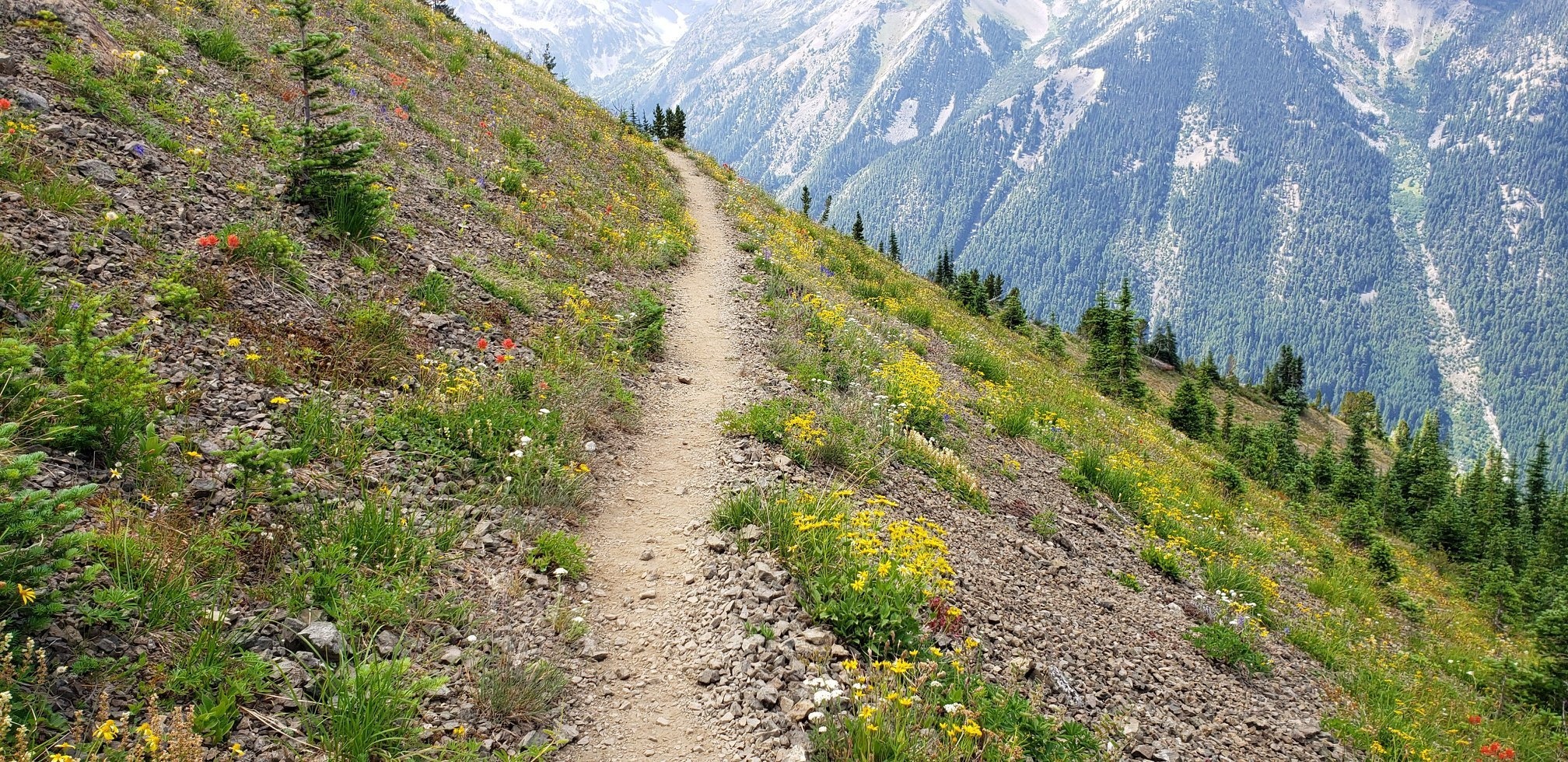 Dosewallips River Trail