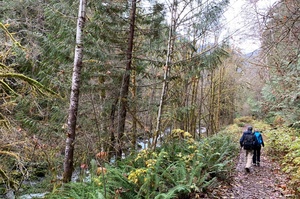 Dosewallips River Trail