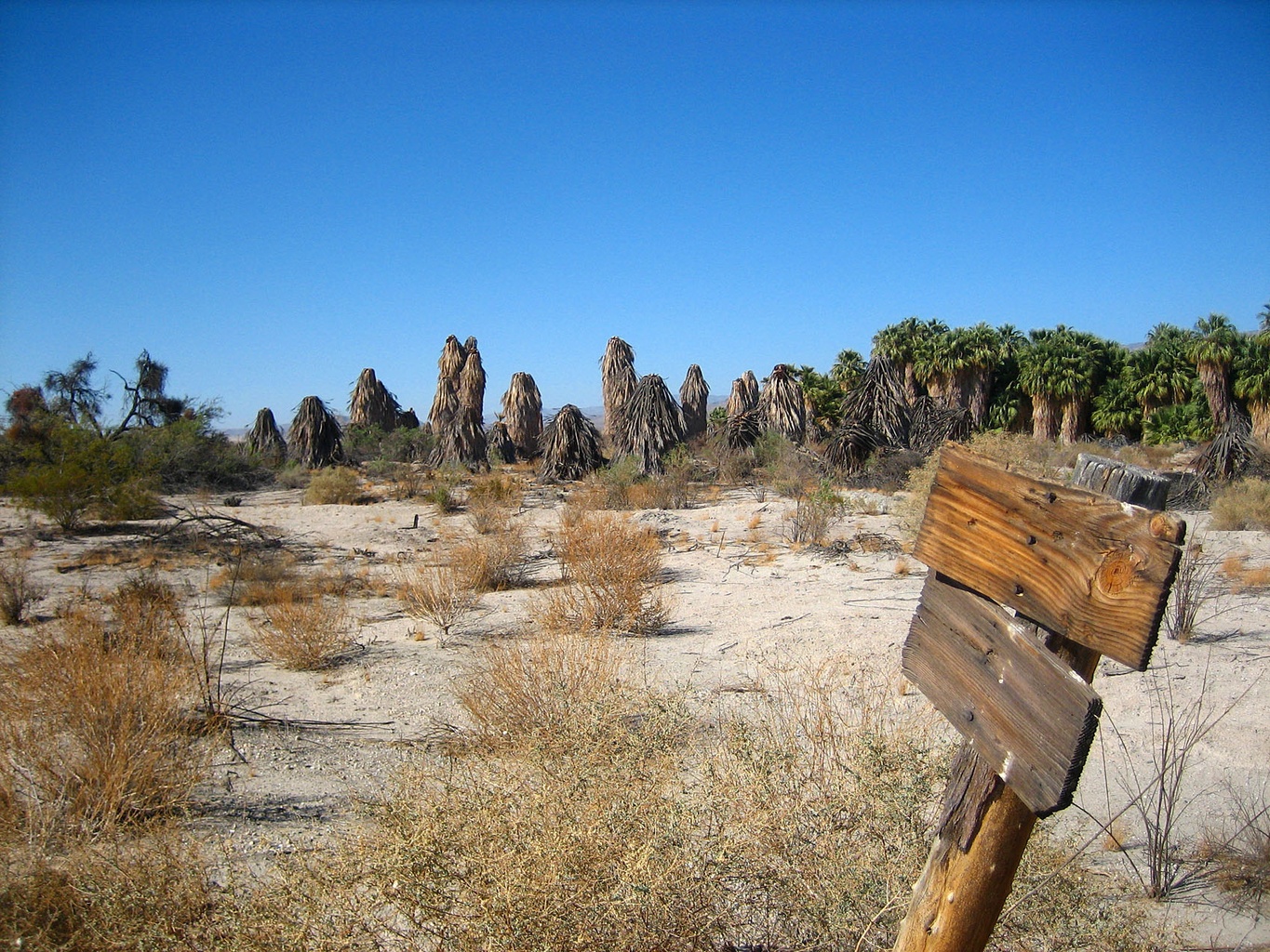 San Andres Oasis Trail
