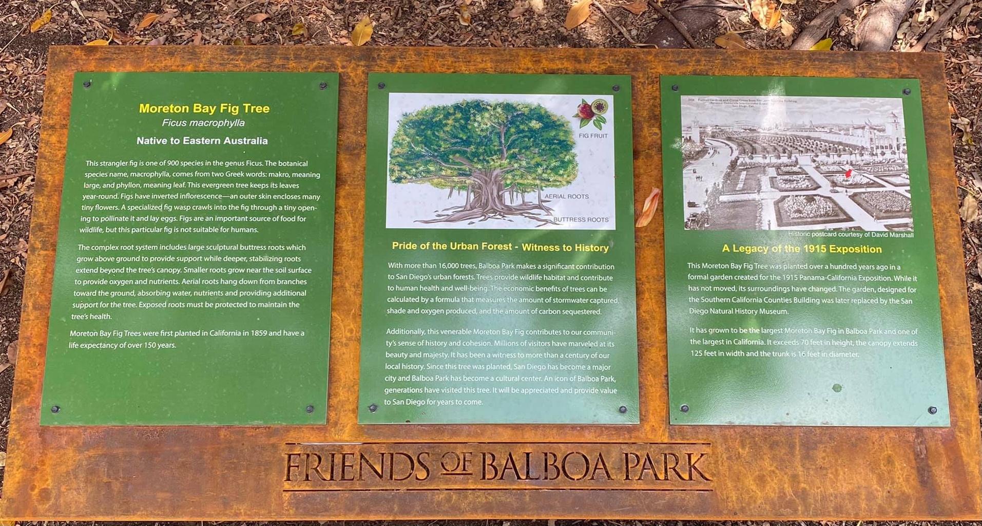 Deck Allows San Diego to Get Close to Massive Balboa Park Tree for 1st ...