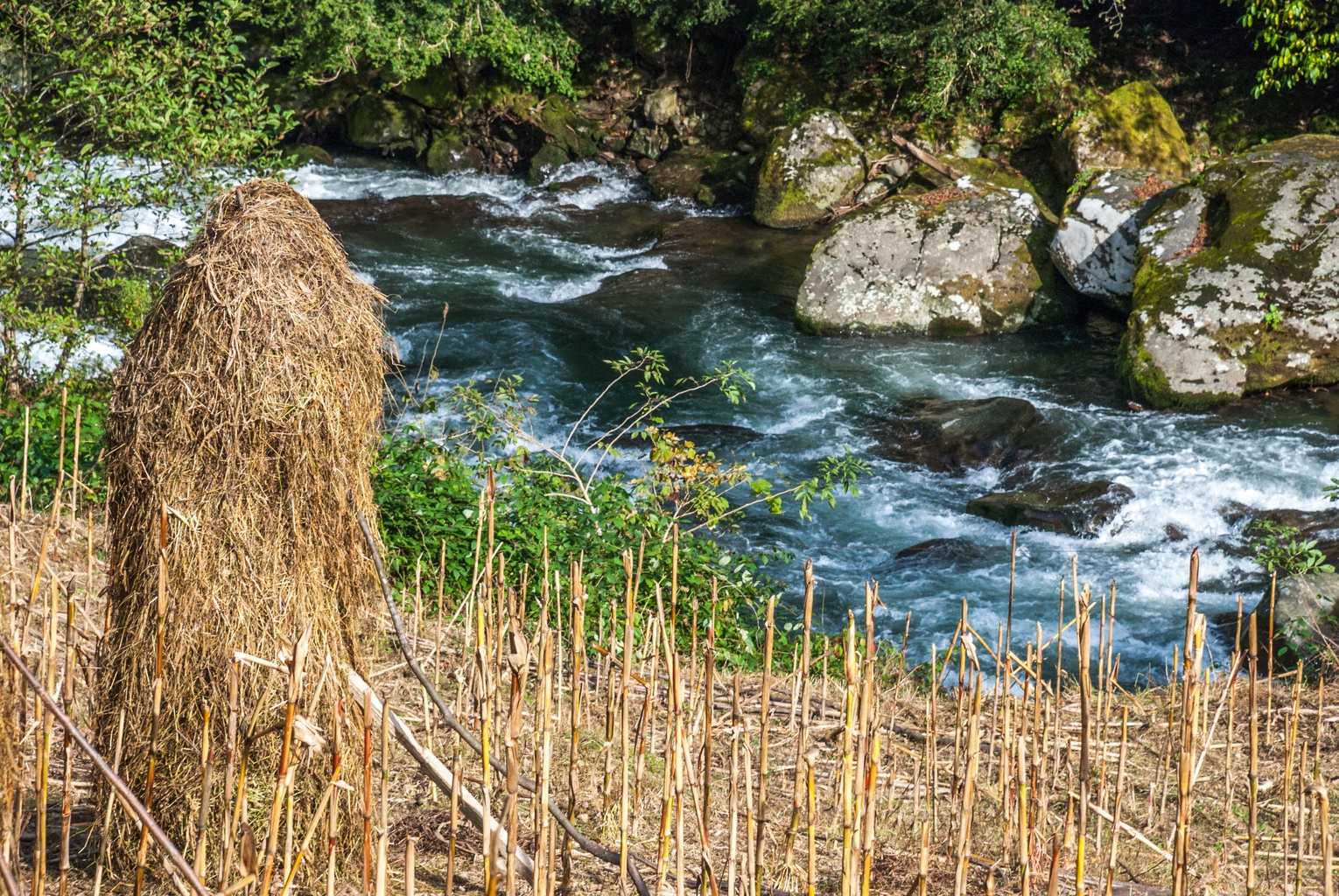 Colchic Rainforests and Wetlands