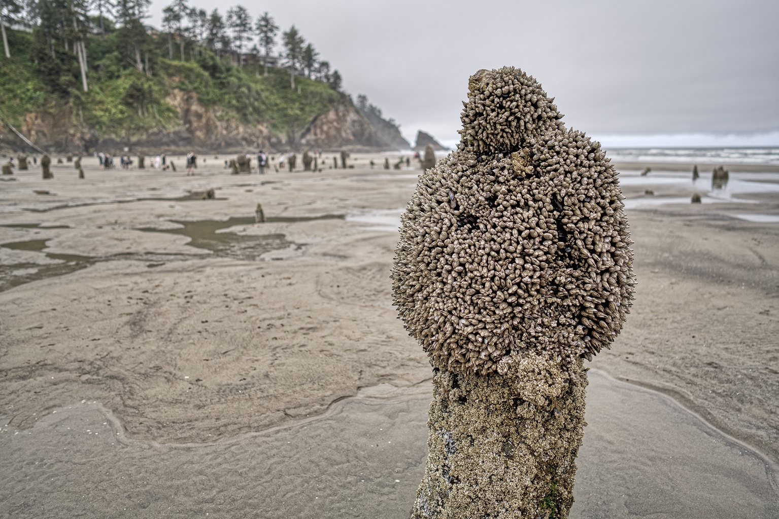 Neskowin Ghost Forest