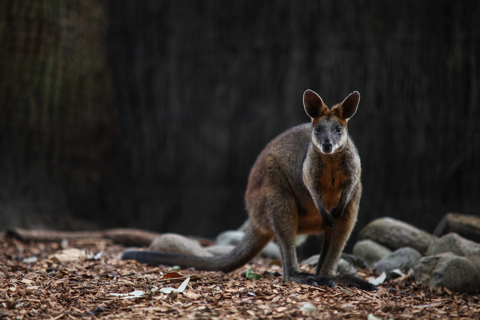 Wallabies on Inchconnachan Island