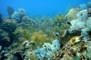 Molasses Reef (Slobadana Shipwreck)