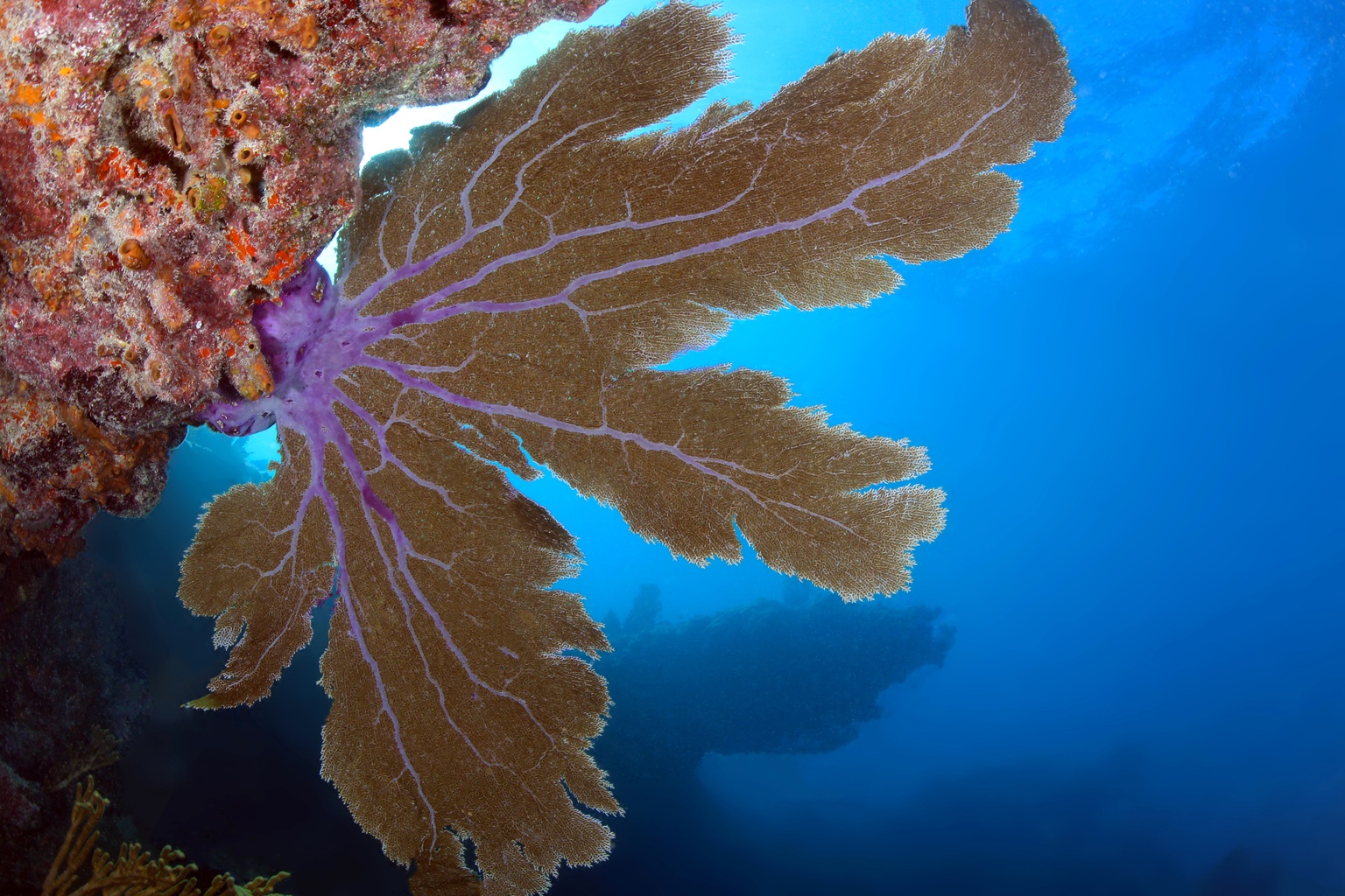 Things to do for Dive Florida Keys National Marine Sanctuary (FKNMS)