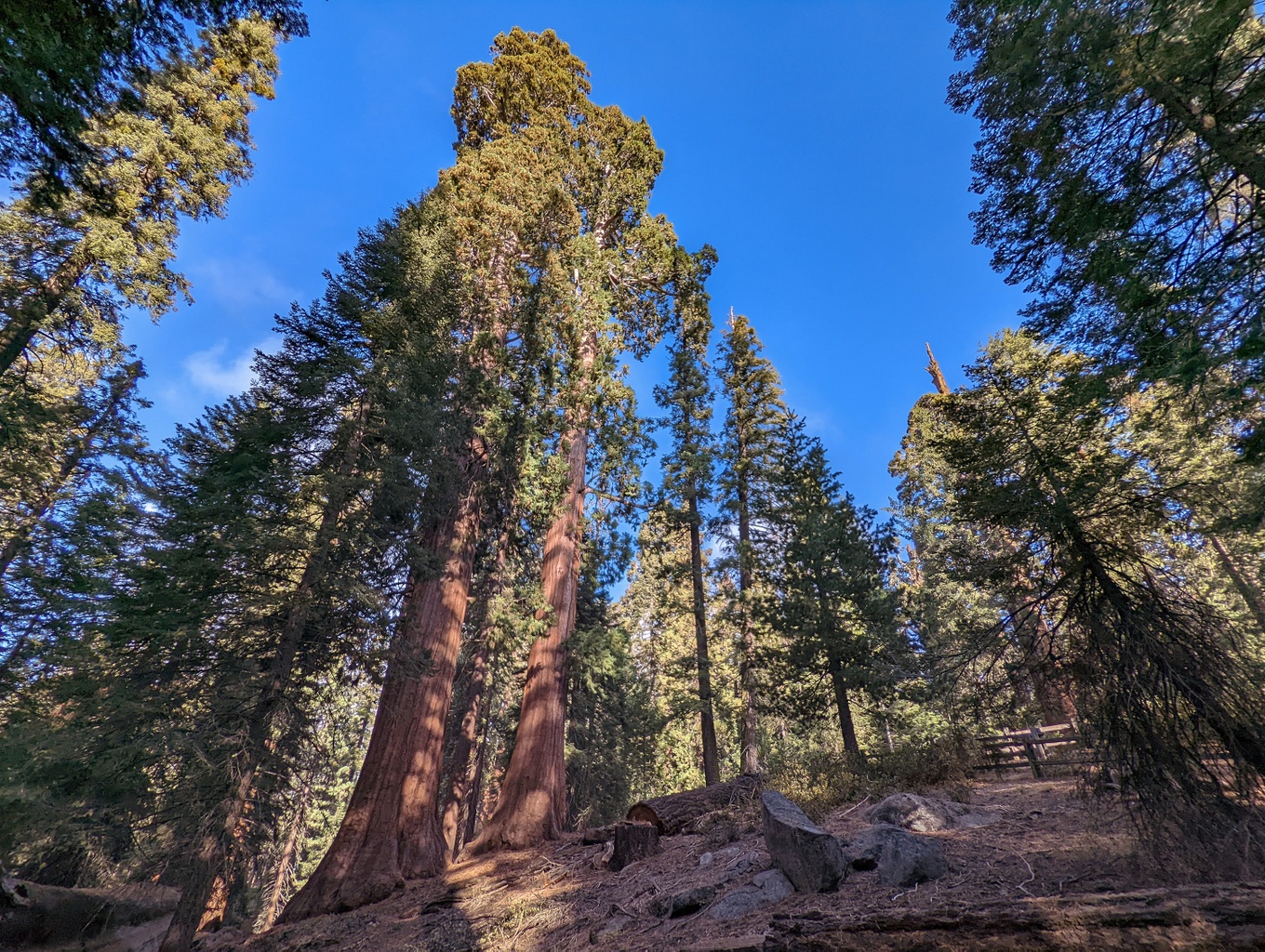 2021 Fire Season Impacts to Giant Sequoias