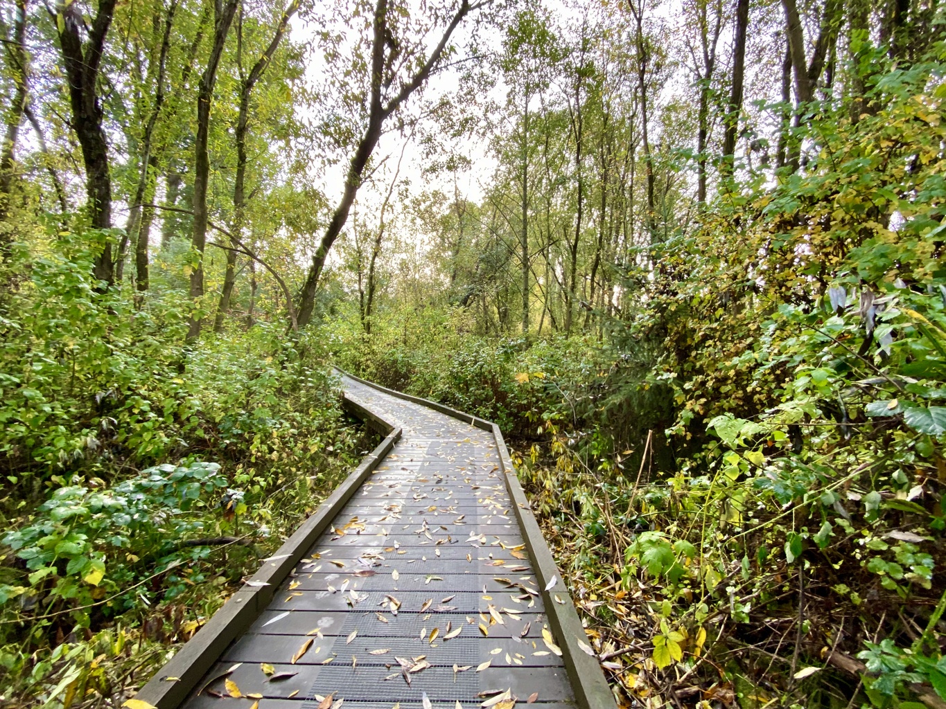 Union Bay Natural Area