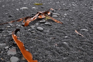 Epine GY7 Fishing Trawler Shipwreck Remains